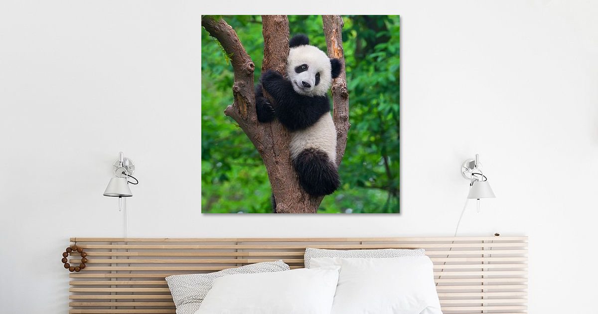 Schattige pandabeer in boom ( giant panda of reuzenpanda ) van Chi op ...