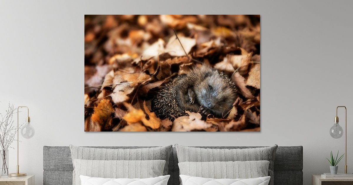 Europese egel (Erinaceus Europaeus) slapend in herfstbladeren van ...