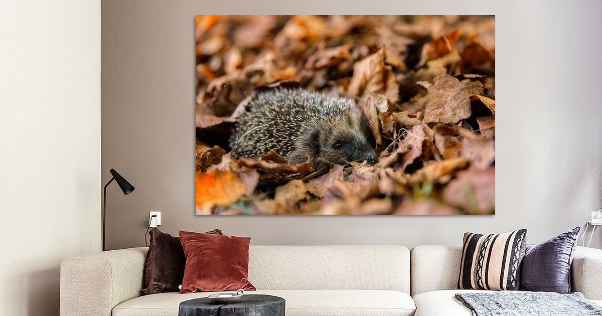 Europese egel (Erinaceus Europaeus) slapend in herfstbladeren van ...