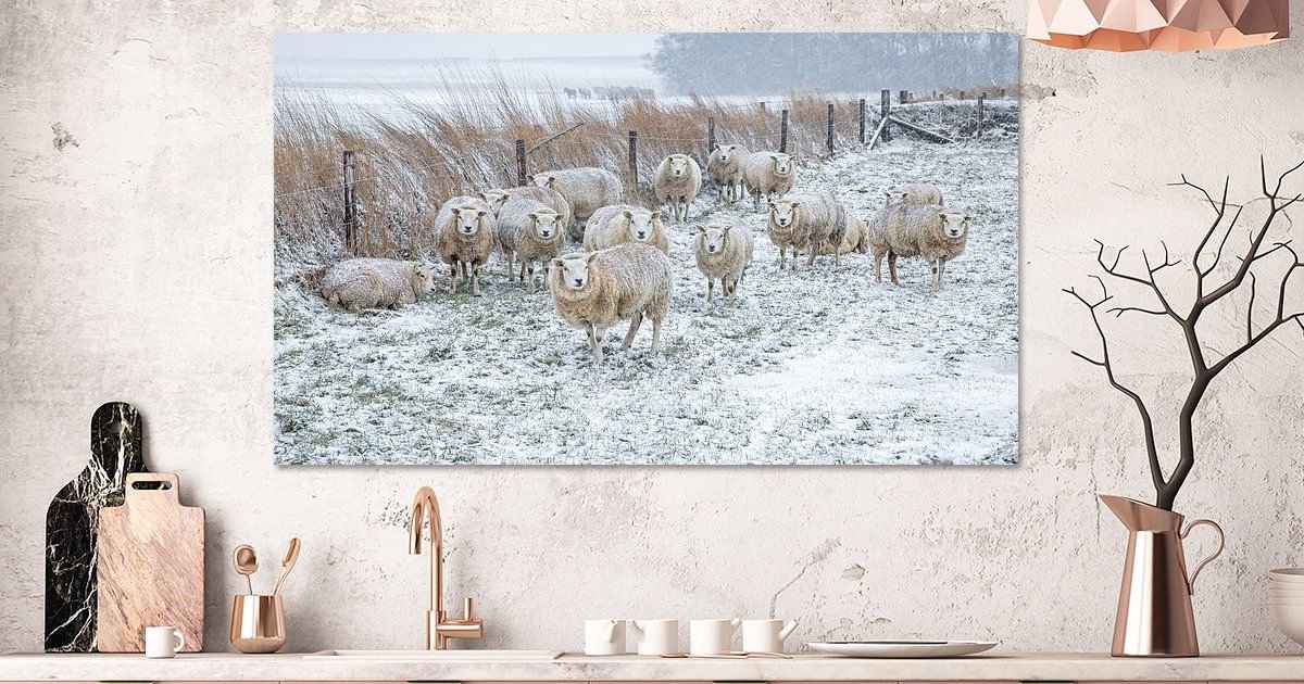Schafe im Schnee. von Justin Sinner Photography (Fotograf auf Texel ...