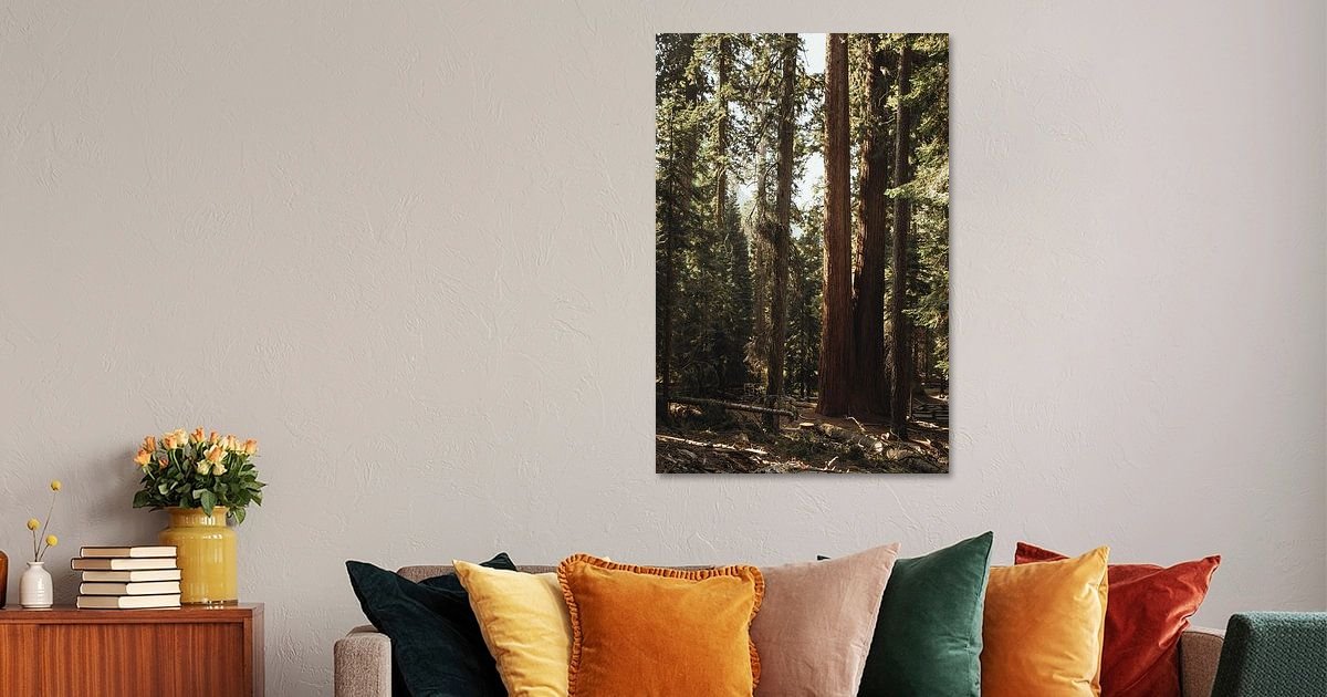 Zonnestralen in het bos van Sequoia National Park | Reisfotografie ...