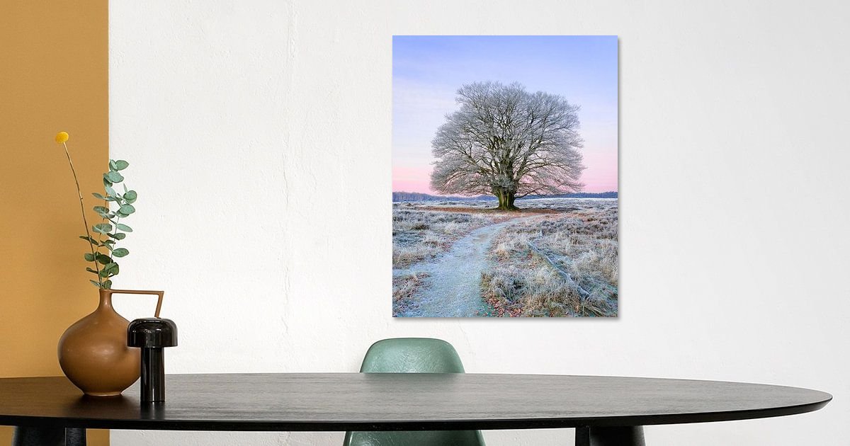 Grote boom met rijp op een koude winterochtend op de Veluwe. van ...