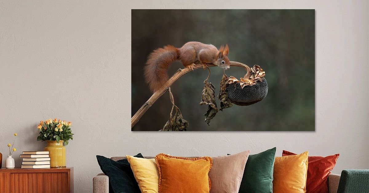 Eekhoorn op een zonnebloem van Ina Hendriks-Schaafsma op canvas, behang ...