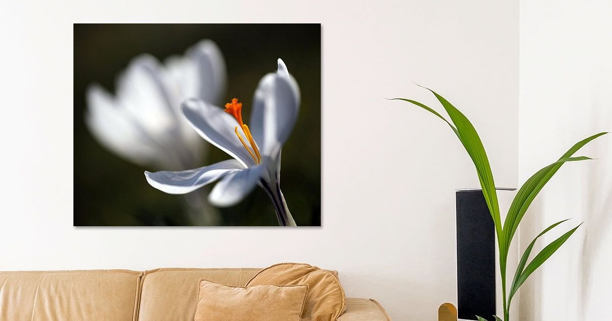 CROCUS GRANDIFLORUS van Renate Knapp op canvas, behang en meer