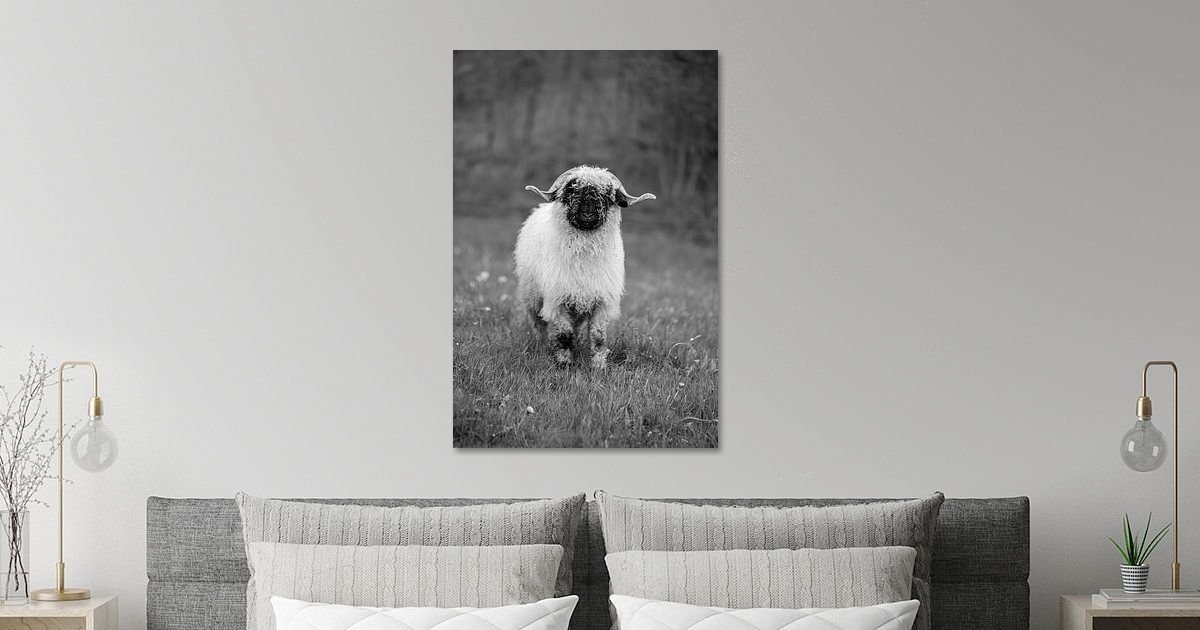 Walliser Schwarznasenschaf Wandbilder auf Leinwand, Poster und mehr ...