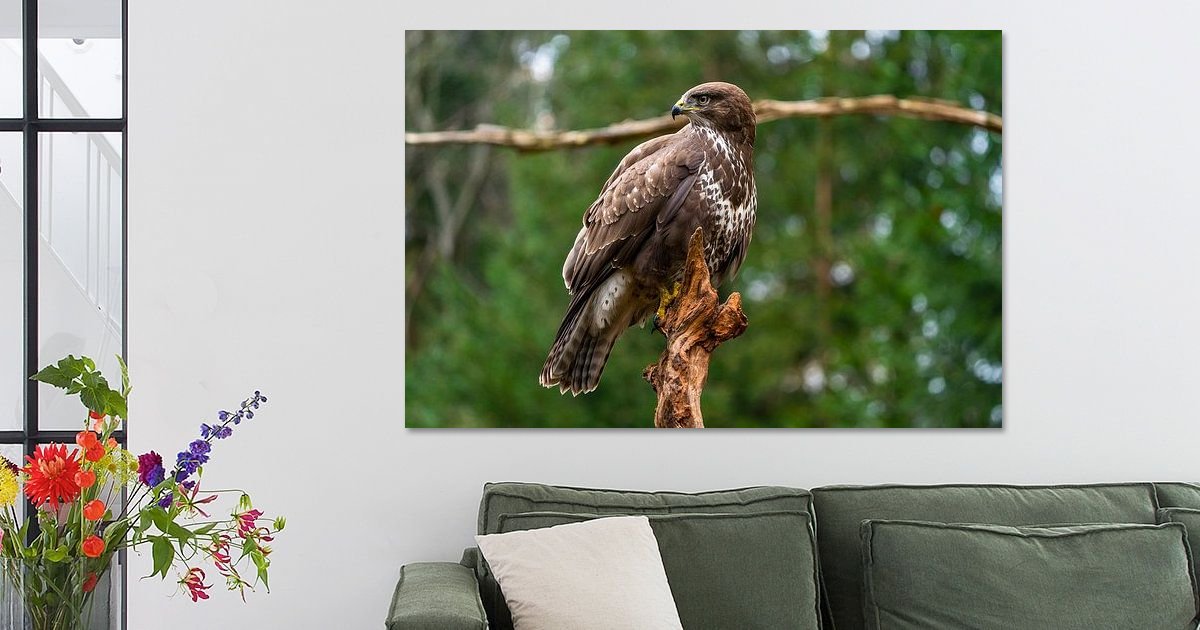 Buizerd van Marjon Tigchelaar op canvas, behang en meer