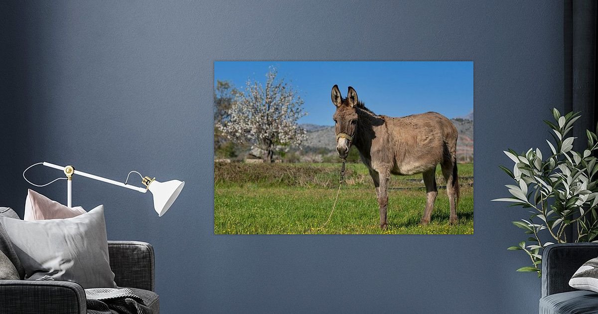 Muildier/muilezel op canvas, behang en meer bestellen